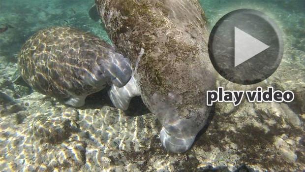 Four Manatee Facts - Travel 4 Wildlife