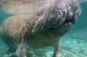 Photo: African Wild Dog Puppy - Travel For Wildlife
