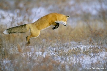 Photo: Jack Rabbit, Antelope Island, Utah - Travel For Wildlife