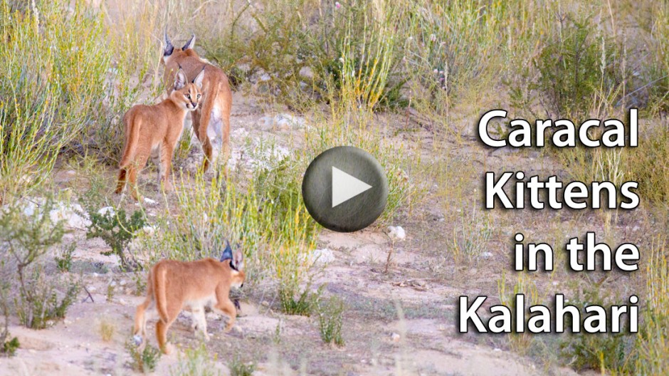Clip: Caracal Kittens in the Kgalagadi - Travel 4 Wildlife