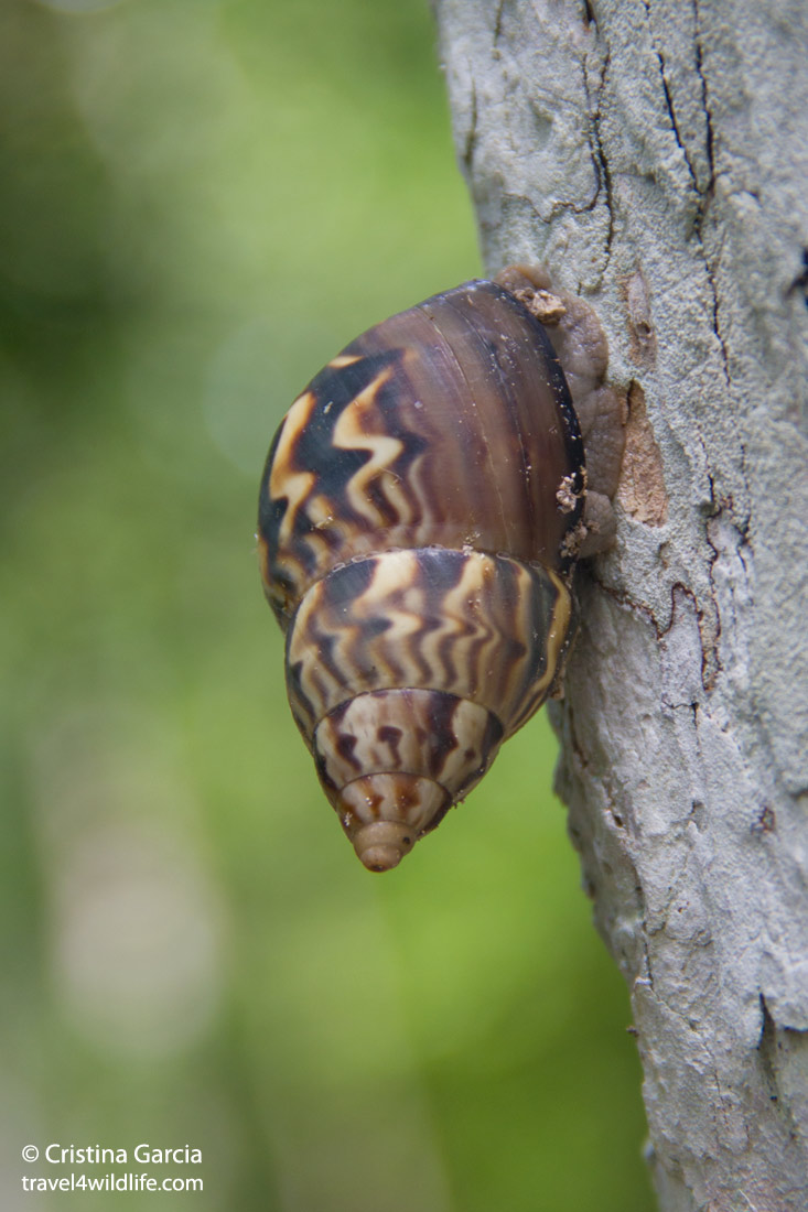 Deep in the Jungle: Puerta Calakmul, Yucatan Mexico - Travel 4 Wildlife