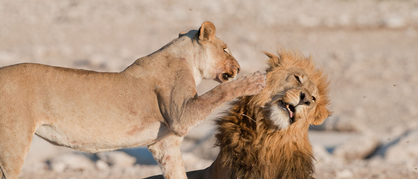 Namibia Wildlife Travel Guide- Travel For Wildlife