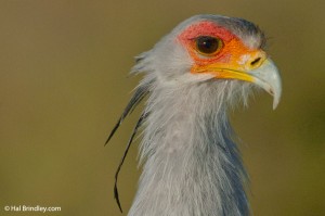 Secretary Bird Facts: Diet, Breeding, Behavior - Travel For Wildlife