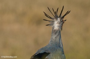 Secretary Bird Facts: Diet, Breeding, Behavior - Travel For Wildlife