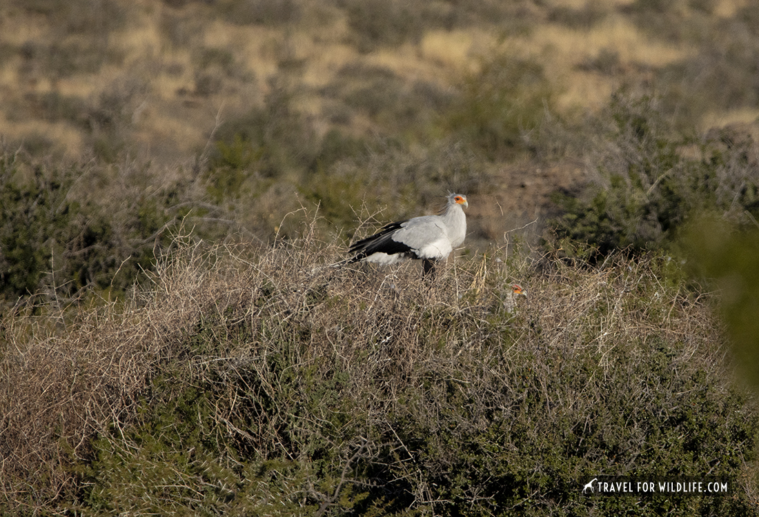 Secretary Bird Facts: Diet, Breeding, Behavior - Travel For Wildlife