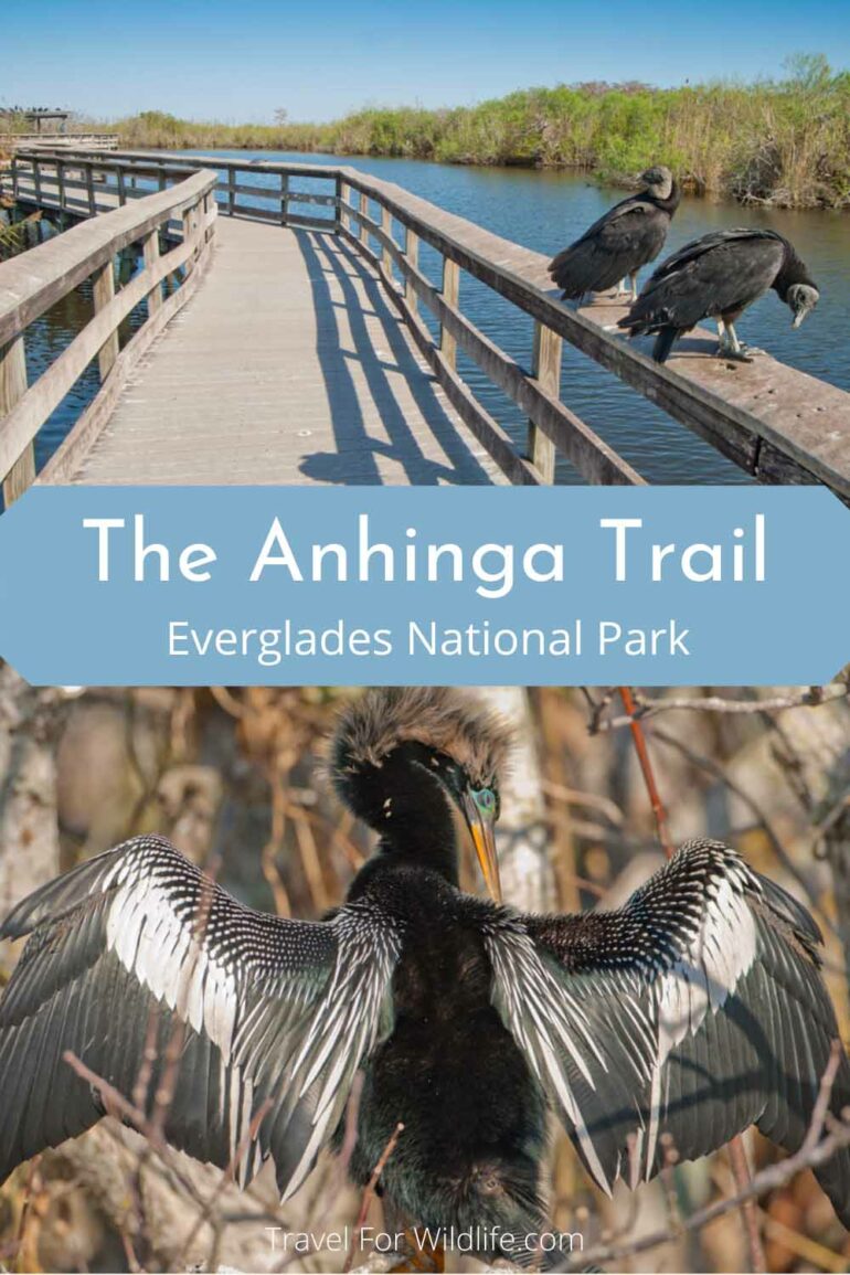 The Anhinga Trail: Where to See Birds and Alligators in the Everglades- Travel4Wildlife