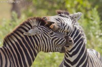A Dazzle of Zebras: A Striped Photo Gallery - Travel 4 Wildlife