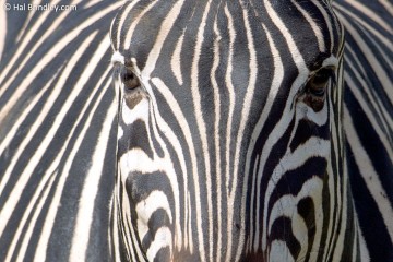 A Dazzle of Zebras: A Striped Photo Gallery - Travel 4 Wildlife