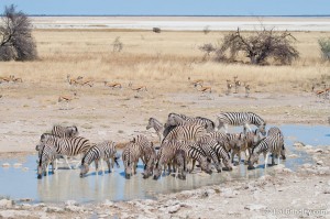A Dazzle of Zebras: A Striped Photo Gallery - Travel 4 Wildlife
