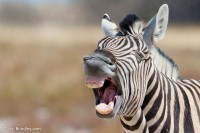 A Dazzle of Zebras: A Striped Photo Gallery - Travel 4 Wildlife