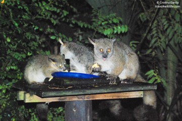Where to See Bushbabies in South Africa - Travel 4 Wildlife