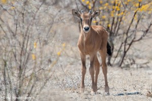 Gemsbok Facts - Behavior, Diet, and Videos - Travel For Wildlife
