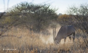 Gemsbok Facts - Behavior, Diet, and Videos - Travel For Wildlife