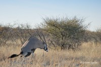 Gemsbok Facts - Behavior, Diet, and Videos - Travel For Wildlife