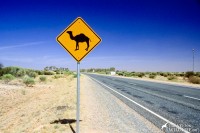 20 Animal Crossing Signs - A Photo Gallery byTravel For Wildlife