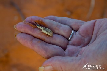 The Little Five; Who Are Africa's Small Five Animals? | Travel For Wildlife