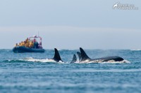 Wolves, Whales and Bears: an American Safari - Travel For Wildlife