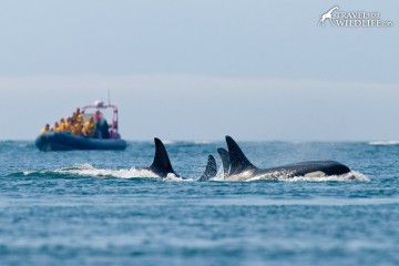 Wolves, Whales and Bears: an American Safari - Travel For Wildlife