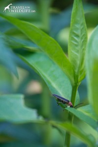 Four Firefly Facts - Travel For Wildlife