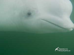 Four Beluga Facts - Travel For Wildlife
