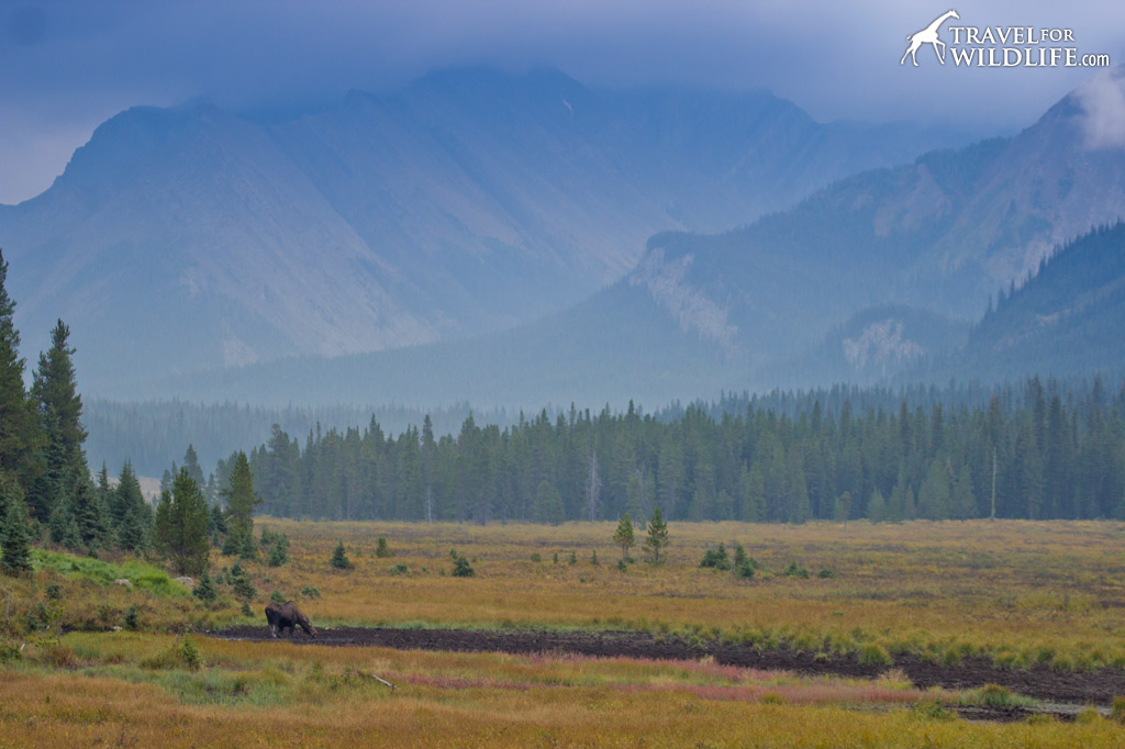 Mud-Munching Moose of Mount Engadine Lodge, Alberta - Travel For Wildlife