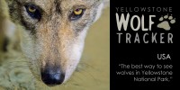 Yellowstone Wolf Tracker - Travel For Wildlife