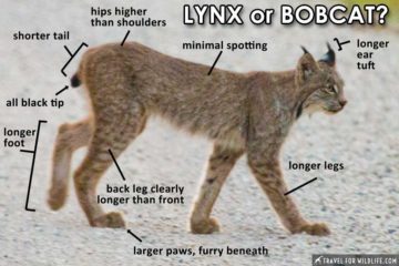 How to Tell the Difference Between a Bobcat and a Canada Lynx - Travel For Wildlife