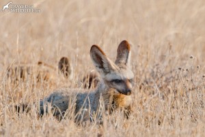 Bat-Eared Fox Facts - Diet, Behavior, and Photos - Travel For Wildlife