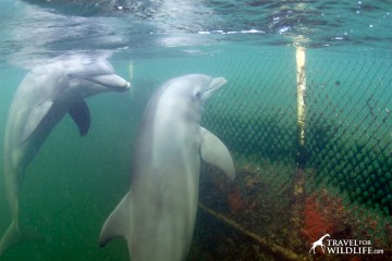 The Selfish Connection: How Our Love For Dolphins is Killing Them (the ...