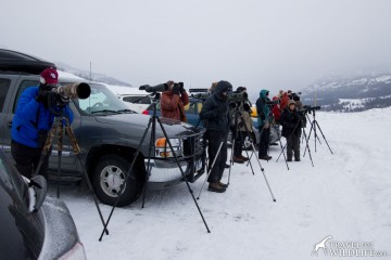 A Guide to Wolf Watching in Yellowstone in Winter