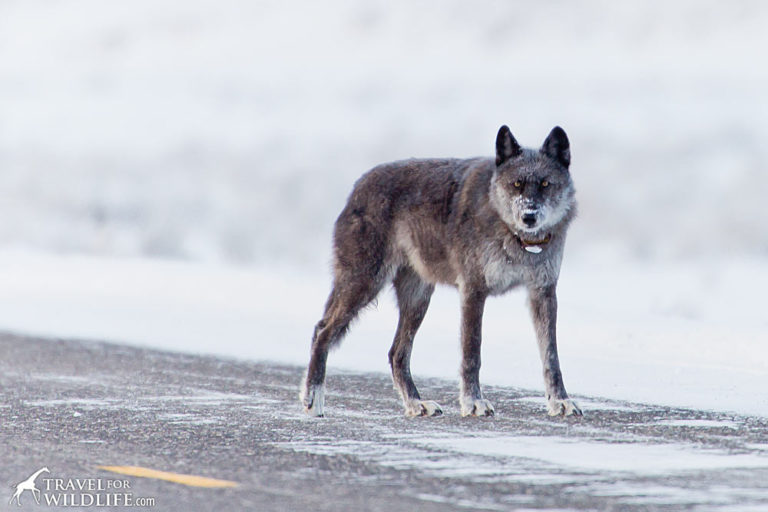 A Guide to Wolf Watching in Yellowstone in Winter