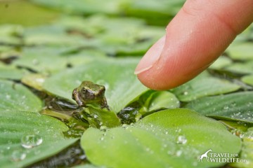 How to Build a Wildlife Pond (step by step guide) - Travel For Wildlife