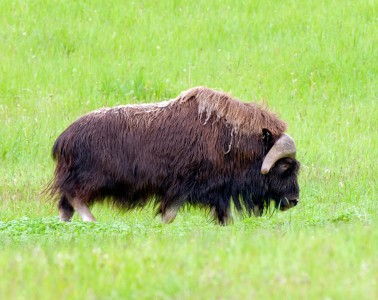 Travel For Wildlife - The guide to adventure wildlife travel