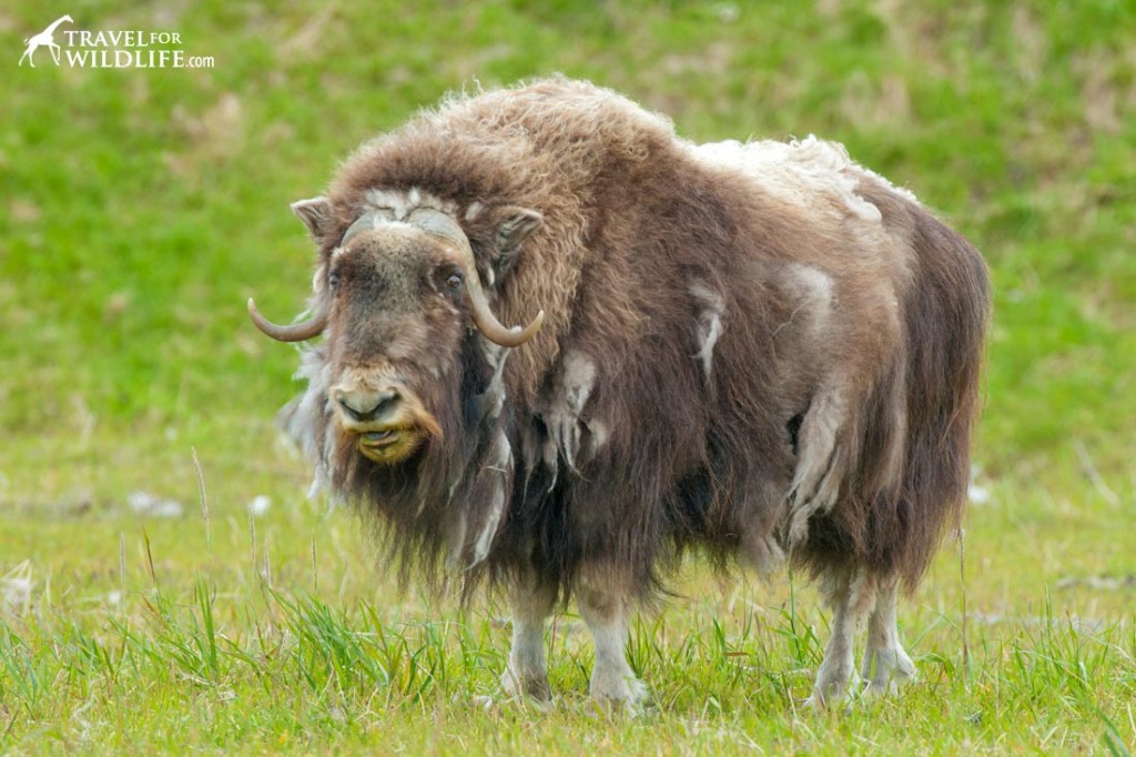 Incredible Musk Ox Facts • Travel For Widlife