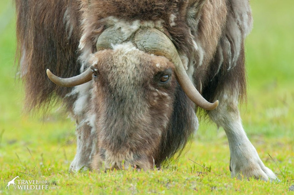 Incredible Musk Ox Facts • Travel For Widlife