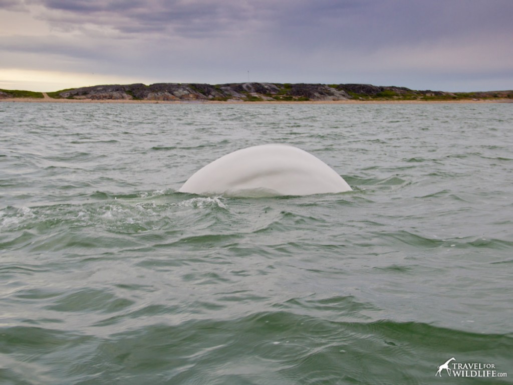 How to Swim With Belugas in the Wild - Travel For Wildlife