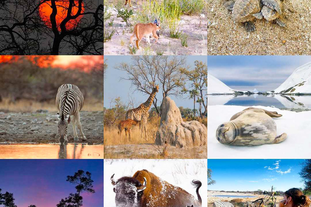 How a Wildlife Walking Safari Can Change Your Life | Travel For Wildlife