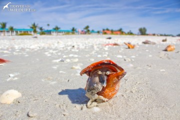 The Beautiful Face of the Florida Fighting Conch | Travel For Wildlife
