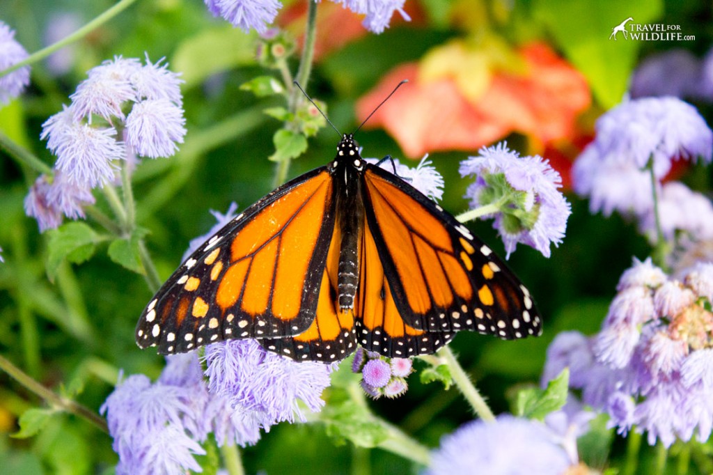 How to Make a Butterfly Garden and Other Ways to Help Save Monarchs ...