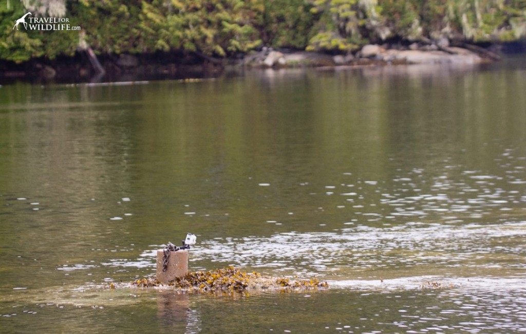 How To Shoot an Underwater Time Lapse of Starfish With a GoPro