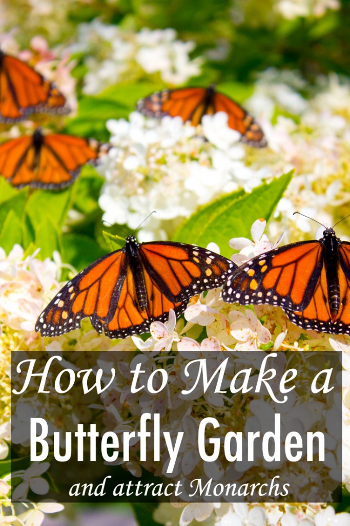 How to Make a Butterfly Garden and Other Ways to Help Save Monarchs ...