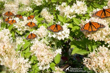 How to Make a Butterfly Garden and Other Ways to Help Save Monarchs ...