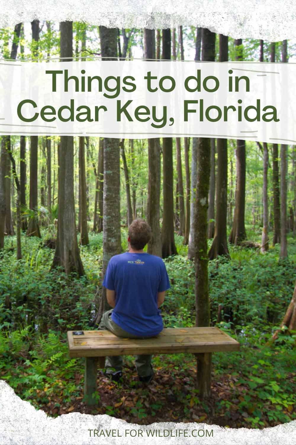 Why Cedar Key is our Favorite Place to Kayak With Dolphins in Florida ...