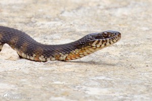 The Wild and Magical World of Lower Suwannee National Wildlife Refuge ...