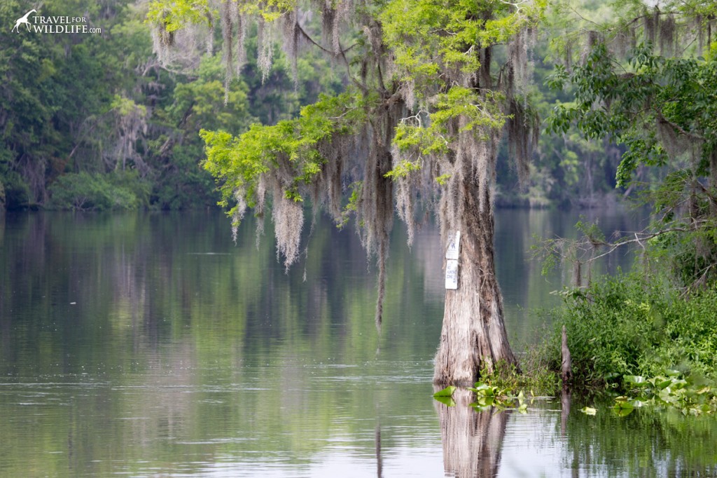 The Wild and Magical World of Lower Suwannee National Wildlife Refuge ...