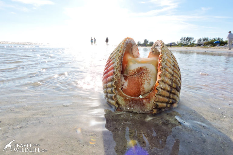How To Tell if a Sea Shell, Sand Dollar, Starfish, Egg Case, or Urchin ...