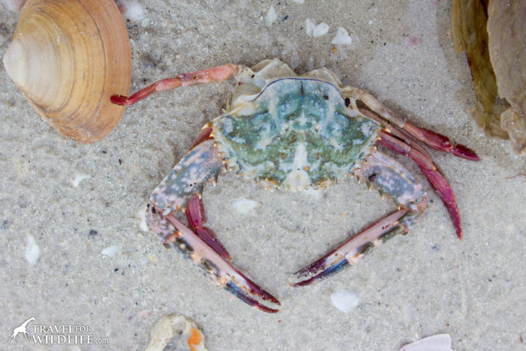 The Living Sea Shells: a Photo Gallery of Sanibel Island Seashore ...
