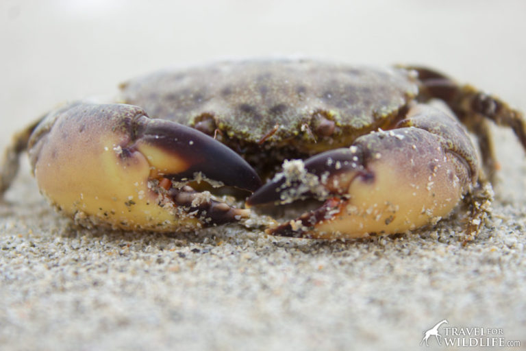 The Living Sea Shells: a Photo Gallery of Sanibel Island Shells ...