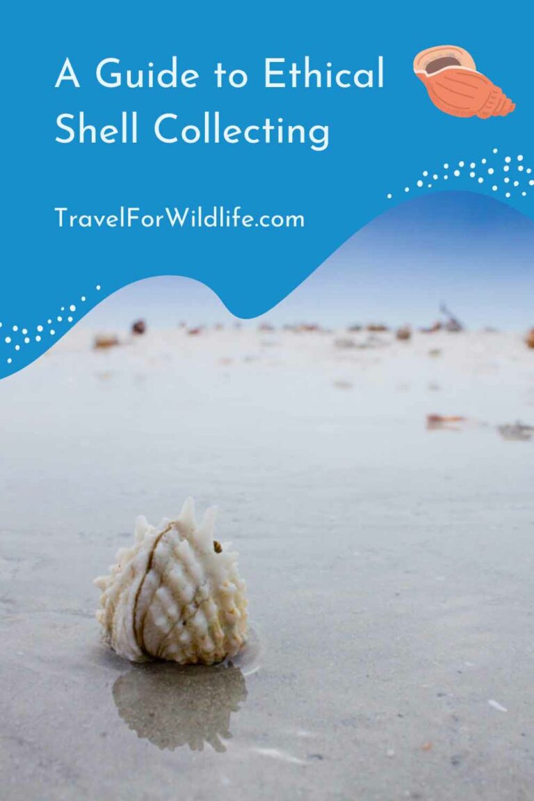 A Guide to Ethical Shell Collecting | Travel For Wildlife