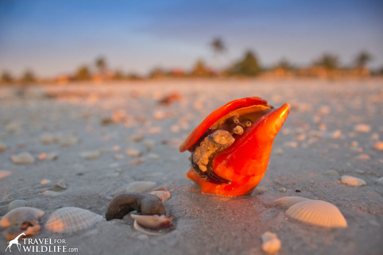 A Guide to Ethical Shell Collecting | Travel For Wildlife